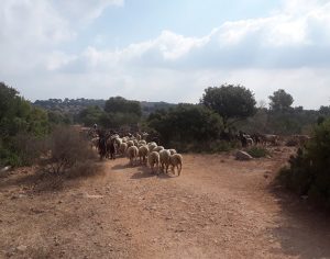 Ecopastoralism: The Jewish Shepherd Revolution in the Israeli-Occupied ...